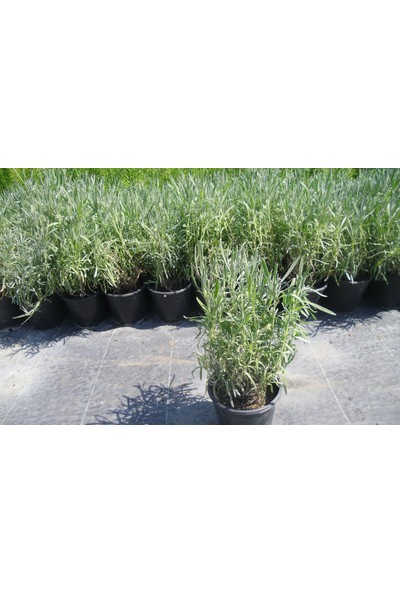 Tunç Botanik Lavanta Fidanı Saksıda 20 - 30 cm 3'lü Tunç Botanik Lavanta Fidanı Saksıda 20 - 30 cm 3'lü