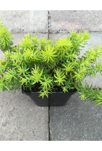 Tunç Botanik Sarı Sedum Yer Örtücü Çok Yıllık Bitki 45'li Tunç Botanik Sarı Sedum Yer Örtücü Çok Yıllık Bitki 45'li