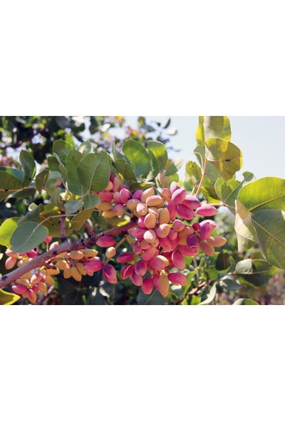 Plantistanbul Aşılı Antep Fıstığı Fidanı Saksıda