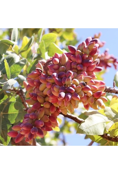 Plantistanbul Antep Fıstığı Fidanı 60 - 80 cm Saksıda