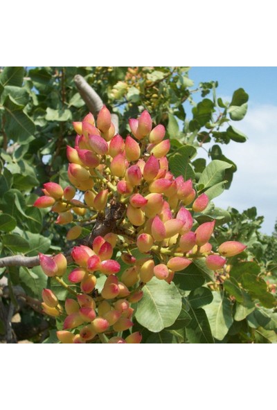 Plantistanbul Siirt Fıstığı Fidanı 80 - 100 cm Saksıda