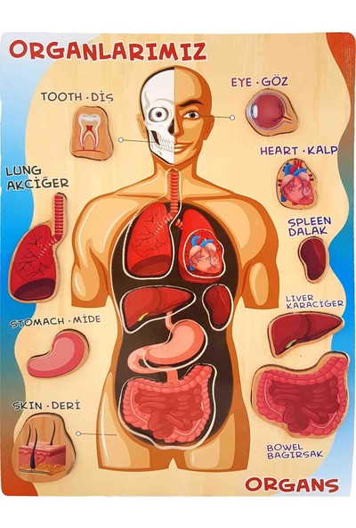 Woody Life Woodylife Ahşap Puzzle Organları Öğreniyorum Vücut Montessori Meteryali