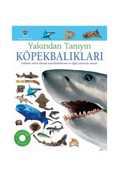 Yakından Tanıyın - Köpekbalıkları
