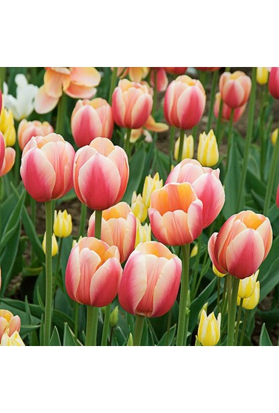 Plantistanbul Marit Lale Soğanı 5'li