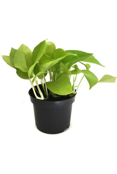 Betonish Epipremnum Aureum Neon Ev ve Ofis Bitkisi Betonish Epipremnum Aureum Neon Ev ve Ofis Bitkisi