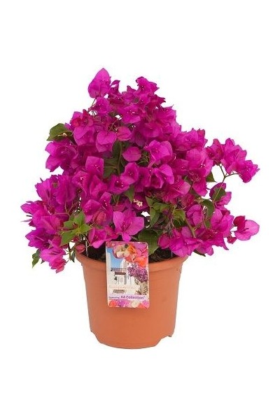 Bodur Begonvil Bodur Begonvil