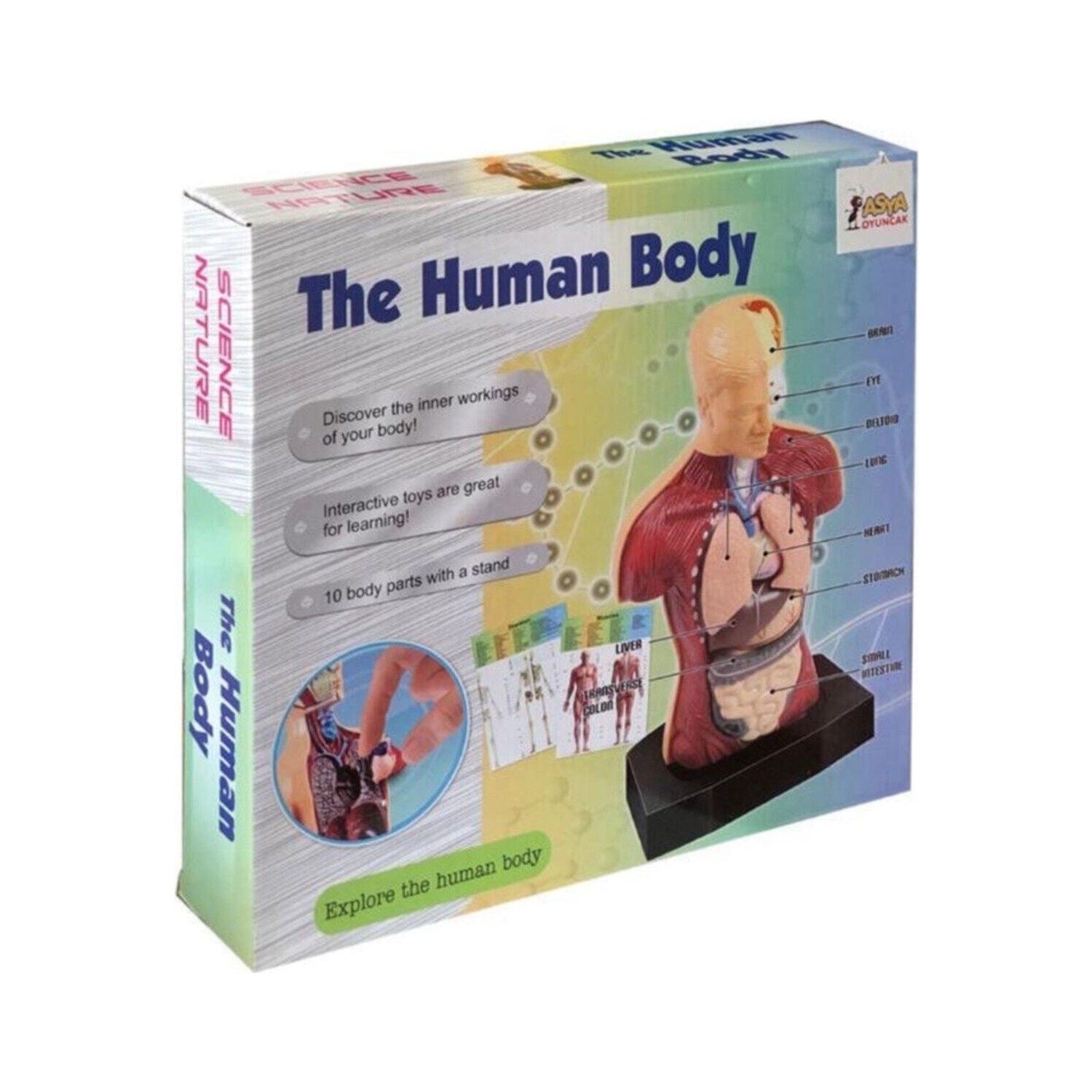 Asya Oyuncak Maket Insan Vücut Seti The Human Body Kare Kutu Fiyatı