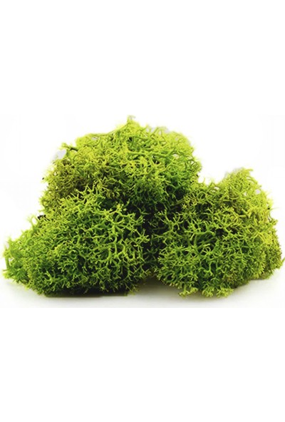 Ürün Adası Teraryum Yosunu 30 gr