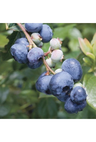 Fidan Sepetim 3 Yaş Bluegold Çeşiti Yaban Mersini Fidanı