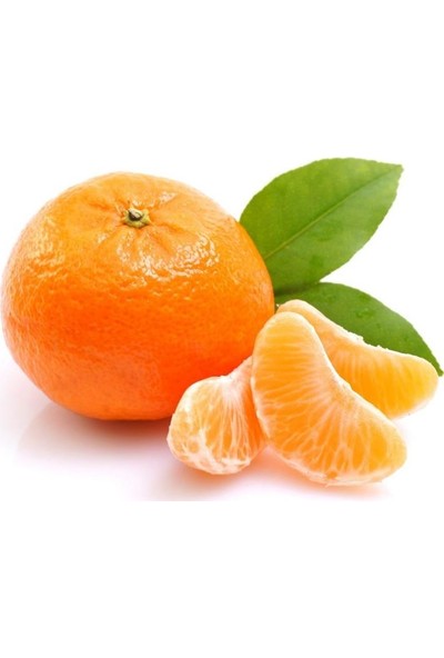 Fidan Sepetim 5 Yaş Aşılı Satsuma Mandalina Fidanı