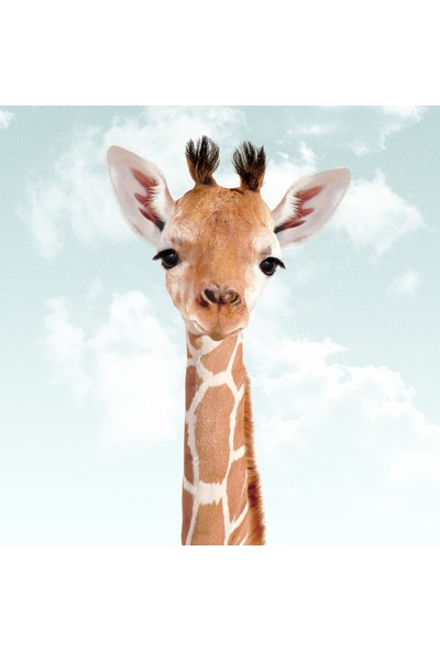 Tamtam Store Little Giraffe for Children Mat Fotoğraf Kağıdı Mavi Arka Plan 10 x 10 cm Tamtam Store Little Giraffe for Children Mat Fotoğraf Kağıdı Mavi Arka Plan 10 x 10 cm