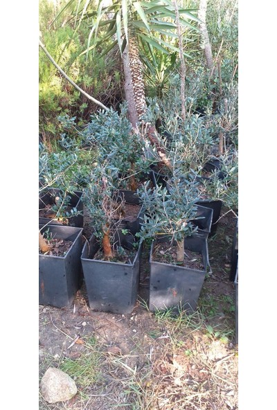 Egepark Fidancılık Gemlik Zeytin Fidanı 60 cm