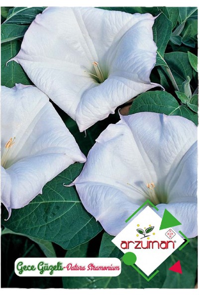 Arzuman Gece Güzeli Datula 15'li