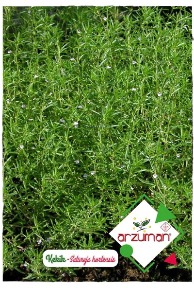 Arzuman Kekik Tohumu 100'lü