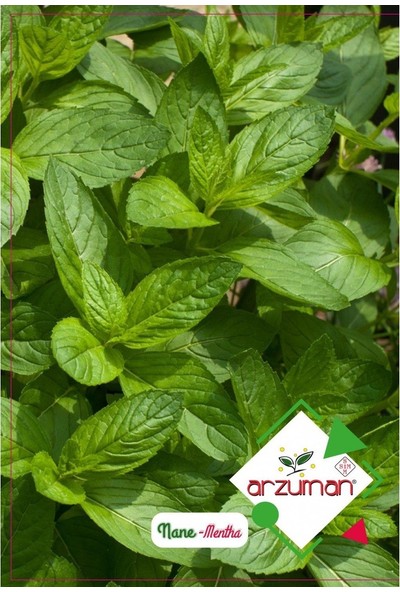 Arzuman Nane 100'lü