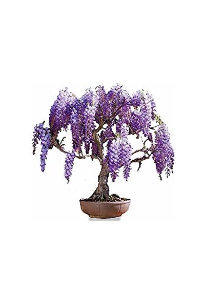 Serdar Çam Tohumculuk Bodur Jakaranda Bonzai Ağacı Tohumu 5'li Serdar Çam Tohumculuk Bodur Jakaranda Bonzai Ağacı Tohumu 5'li