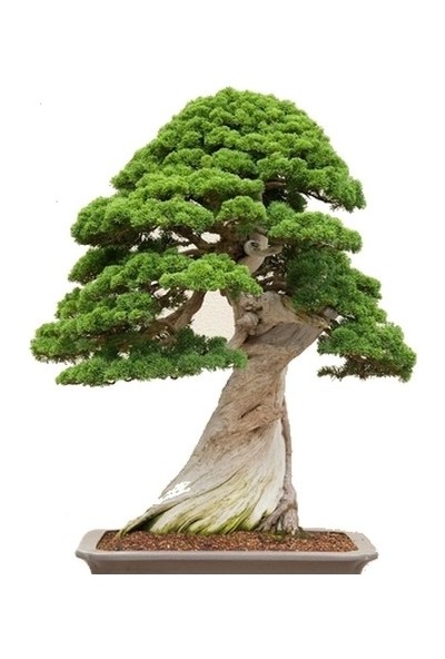 Serdar Çam Tohumculuk Nadir İthal Okaliptüs Bonzai Ağacı Tohumu 5 Tohum Bonsai Tohumu Serdar Çam Tohumculuk Nadir İthal Okaliptüs Bonzai Ağacı Tohumu 5 Tohum Bonsai Tohumu