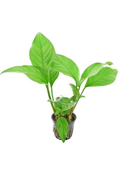 Akvaryum Bitkileri Anubias Heterophylla L Saksı Canlı Bitki Akvaryum Bitkileri Anubias Heterophylla L Saksı Canlı Bitki