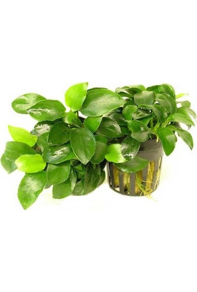 Akvaryum Bitkileri Anubias Nana 5-6 Yapraklı Kök Canlı Bitki Akvaryum Bitkileri Anubias Nana 5-6 Yapraklı Kök Canlı Bitki