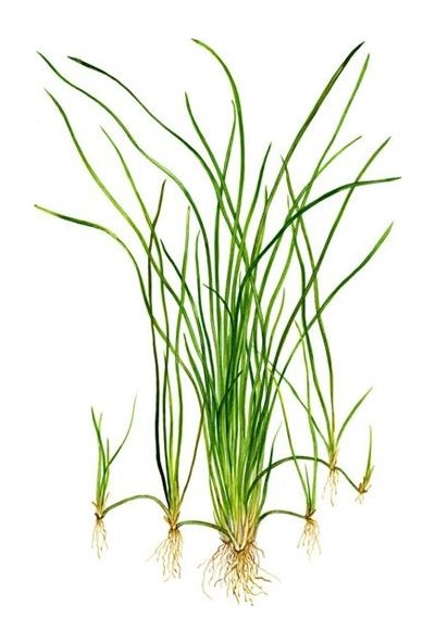 Akvaryum Bitkileri Vallisneria Nana 'saz' Saksı Canlı Bitki Akvaryum Bitkileri Vallisneria Nana 'saz' Saksı Canlı Bitki