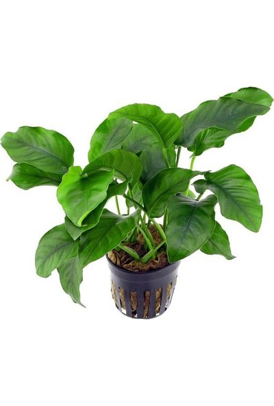 Akvaryum Bitkileri Anubias Barteri Var. 5-6 Yapraklı Kök Canlı Bitki Akvaryum Bitkileri Anubias Barteri Var. 5-6 Yapraklı Kök Canlı Bitki
