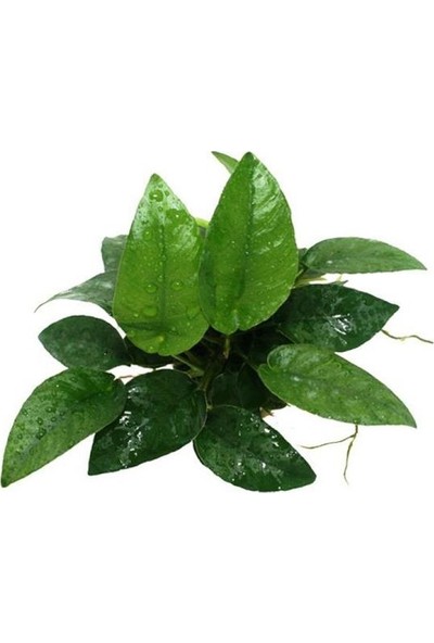 Akvaryum Bitkileri Anubias Species 5-6 Yapraklı Kök Canlı Bitki Akvaryum Bitkileri Anubias Species 5-6 Yapraklı Kök Canlı Bitki