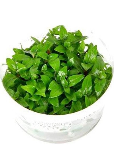 Akvaryum Bitkileri Staurogyne Repens Cup In Vitro Canlı Bitki Akvaryum Bitkileri Staurogyne Repens Cup In Vitro Canlı Bitki