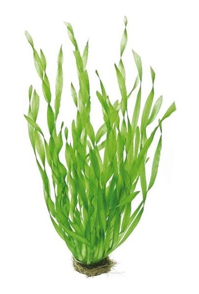 Akvaryum Bitkileri Vallisneria Contortionist Canlı Bitki