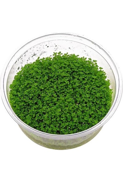 Akvaryum Bitkileri Hemianthus Callitrichoides Cuba In Vitro Canlı Bitki Akvaryum Bitkileri Hemianthus Callitrichoides Cuba In Vitro Canlı Bitki