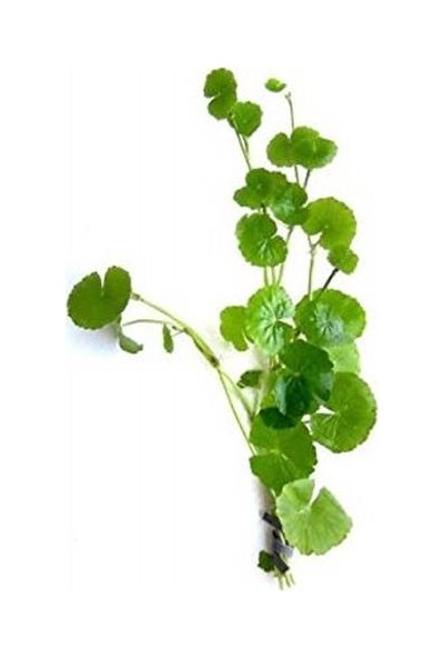 Akvaryum Bitkileri Hydrocotyle Leucocephala Saksı Canlı Bitki
