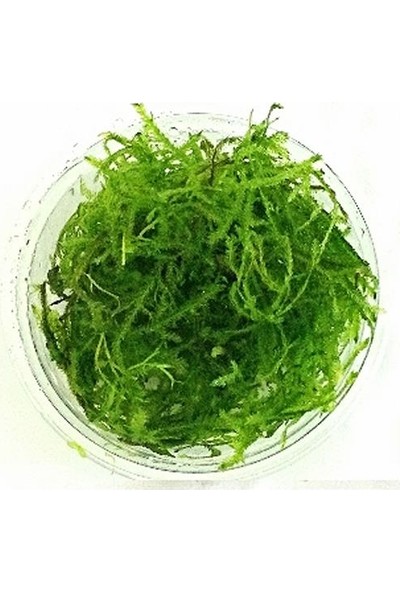 Akvaryum Bitkileri Vesicularia Dubyana Java Moss Cup Canlı Bitki Akvaryum Bitkileri Vesicularia Dubyana Java Moss Cup Canlı Bitki