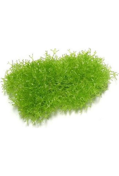 Akvaryum Bitkileri Riccia Moss Canlı Bitki 5 x 5 cm Akvaryum Bitkileri Riccia Moss Canlı Bitki 5 x 5 cm