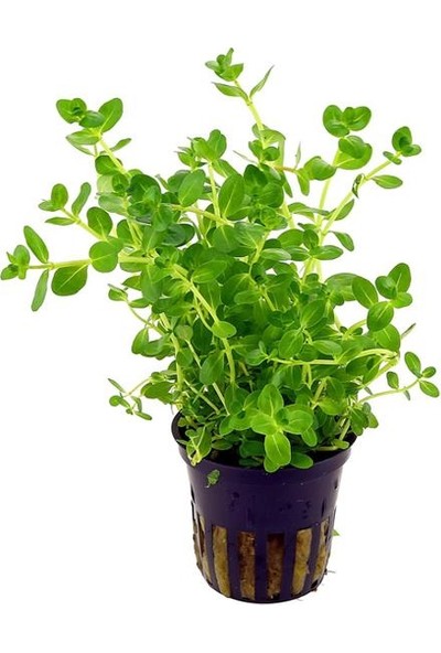 Akvaryum Bitkileri Rotala Sp Green Saksı Canlı Bitki Akvaryum Bitkileri Rotala Sp Green Saksı Canlı Bitki