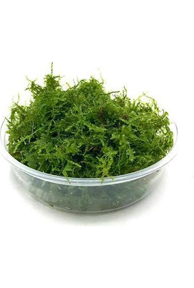Akvaryum Bitkileri Mini Christmas Moss Cup Canlı Bitki