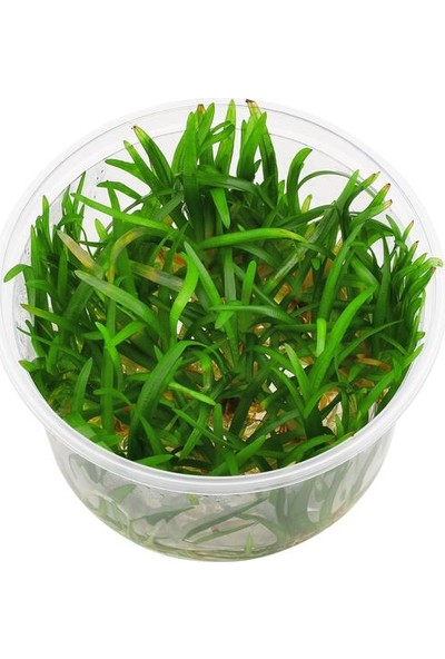 Akvaryum Bitkileri Sagittaria Subulata In Vitro Canlı Bitki Akvaryum Bitkileri Sagittaria Subulata In Vitro Canlı Bitki