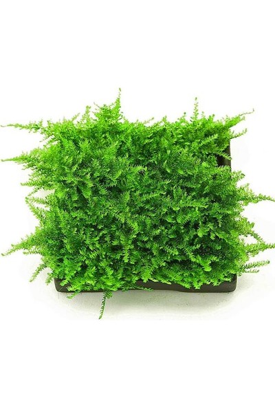 Akvaryum Bitkileri Mini Christmas Moss Yeni Sarım Canlı Bitki 5x5 cm Akvaryum Bitkileri Mini Christmas Moss Yeni Sarım Canlı Bitki 5x5 cm