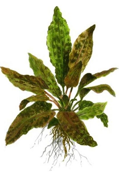 Akvaryum Bitkileri Cryptocoryne Tropica Saksı Canlı Bitki Akvaryum Bitkileri Cryptocoryne Tropica Saksı Canlı Bitki