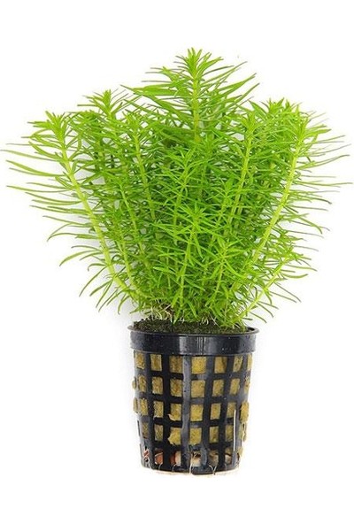 Akvaryum Bitkileri Pogostemen Erectus Saksı Canlı Bitki Akvaryum Bitkileri Pogostemen Erectus Saksı Canlı Bitki