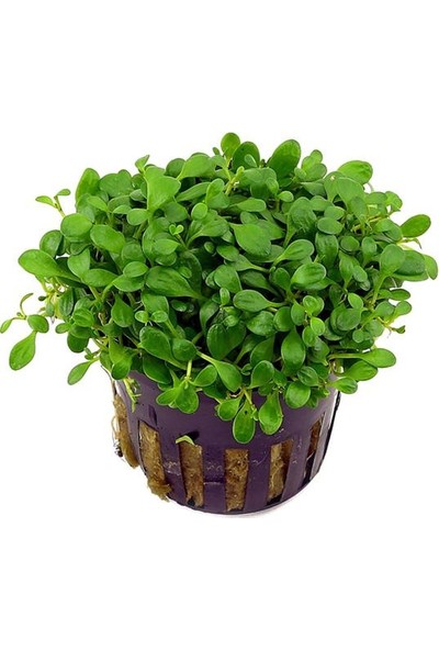 Akvaryum Bitkileri Glossostigma Elatinoides Saksı Canlı Bitki Akvaryum Bitkileri Glossostigma Elatinoides Saksı Canlı Bitki