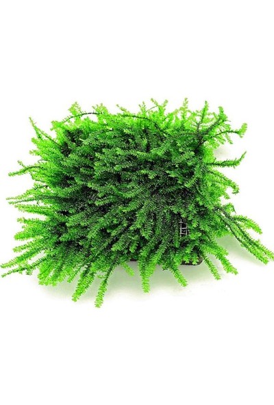 Akvaryum Bitkileri Pilo Moss 5 x 5 cm Yeni Sarım Canlı Bitki Akvaryum Bitkileri Pilo Moss 5 x 5 cm Yeni Sarım Canlı Bitki