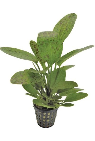 Akvaryum Bitkileri Echinodorus Ozelot 'green' Saksı Canlı Bitki Akvaryum Bitkileri Echinodorus Ozelot 'green' Saksı Canlı Bitki
