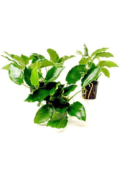 Akvaryum Bitkileri Anubias Nana 5-6 Yapraklı Kök Canlı Bitki Akvaryum Bitkileri Anubias Nana 5-6 Yapraklı Kök Canlı Bitki