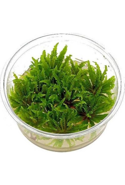 Akvaryum Bitkileri Pogostemon Helferi In Vitro Cup Canlı Bitki Akvaryum Bitkileri Pogostemon Helferi In Vitro Cup Canlı Bitki