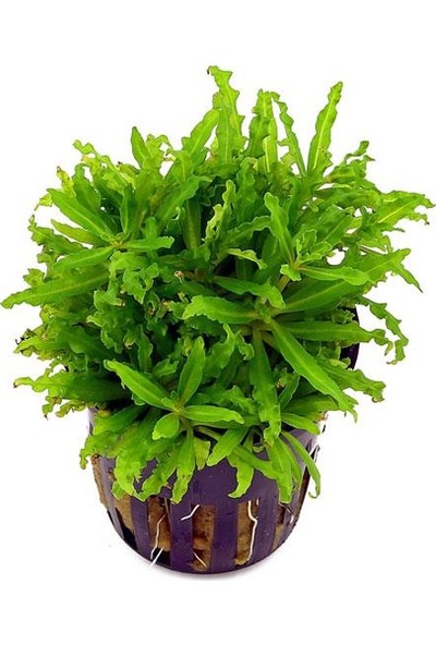 Akvaryum Bitkileri Pogostemon Helferi Saksı Canlı Bitki Akvaryum Bitkileri Pogostemon Helferi Saksı Canlı Bitki