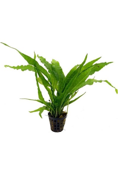 Akvaryum Bitkileri Microsorium Pteropus Sp L Saksı Canlı Bitki Akvaryum Bitkileri Microsorium Pteropus Sp L Saksı Canlı Bitki