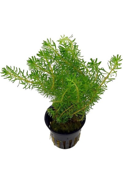 Akvaryum Bitkileri Rotala Wallichi Green Saksı Canlı Bitki Akvaryum Bitkileri Rotala Wallichi Green Saksı Canlı Bitki