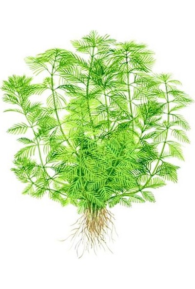Akvaryum Bitkileri Myriophyllum Mattogrossense Bağ Canlı Bitki Akvaryum Bitkileri Myriophyllum Mattogrossense Bağ Canlı Bitki