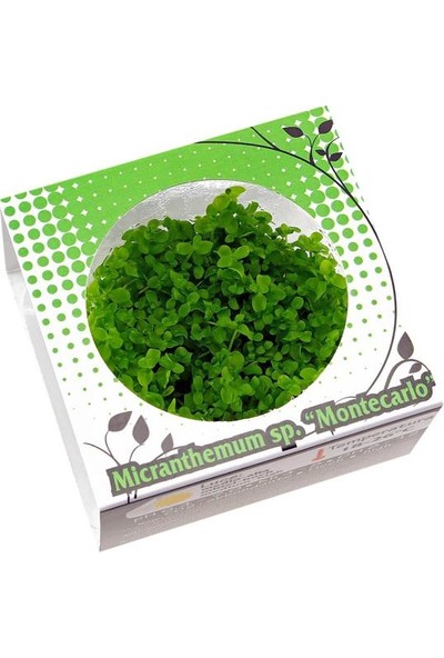 Akvaryum Bitkileri Micranthemum Monte Carlo T/c Cup Canlı Bitki Akvaryum Bitkileri Micranthemum Monte Carlo T/c Cup Canlı Bitki