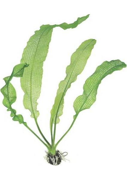 Akvaryum Bitkileri Aponogeton Henkelianus Narrow Soğan Canlı Fiyatı