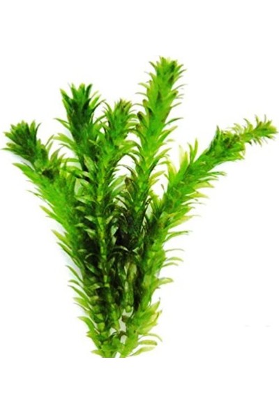 Akvaryum Bitkisi, Eledoa Densa ( Egeria) Yavru Saklanması İçin Uygun Canlı Bitki Akvaryum Bitkisi, Eledoa Densa ( Egeria) Yavru Saklanması İçin Uygun Canlı Bitki